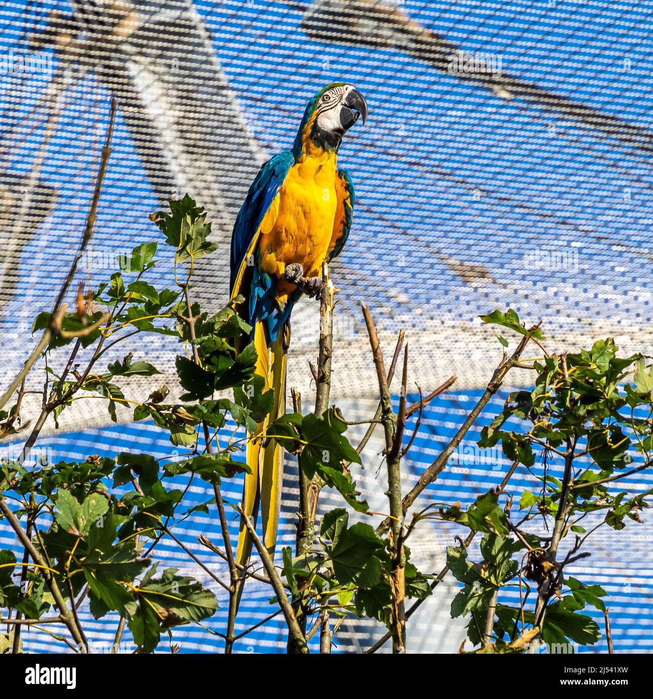 The Blue-and-yellow Macaw, Ara ararauna also known as the blue-and-gold macaw, is a large South ...