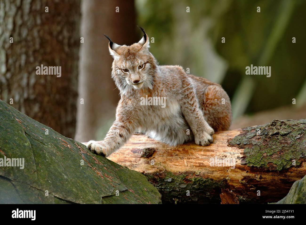 Eurasian Lynx in the forest, hidden in the grass. Cute lynx in the ...