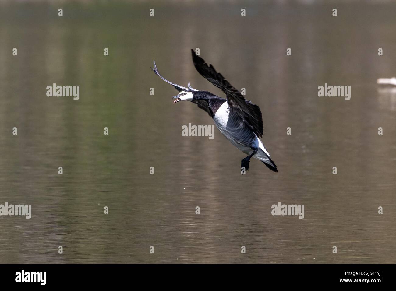 Barnacle goose, Branta leucopsis flying over a lake near Munich in ...