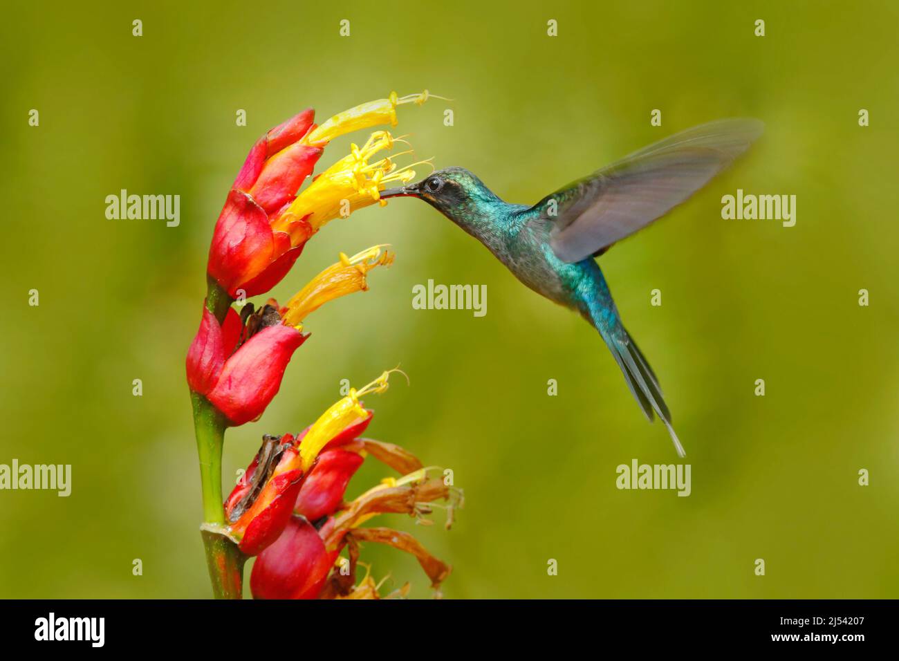 Rare hummingbird hi-res stock photography and images - Alamy