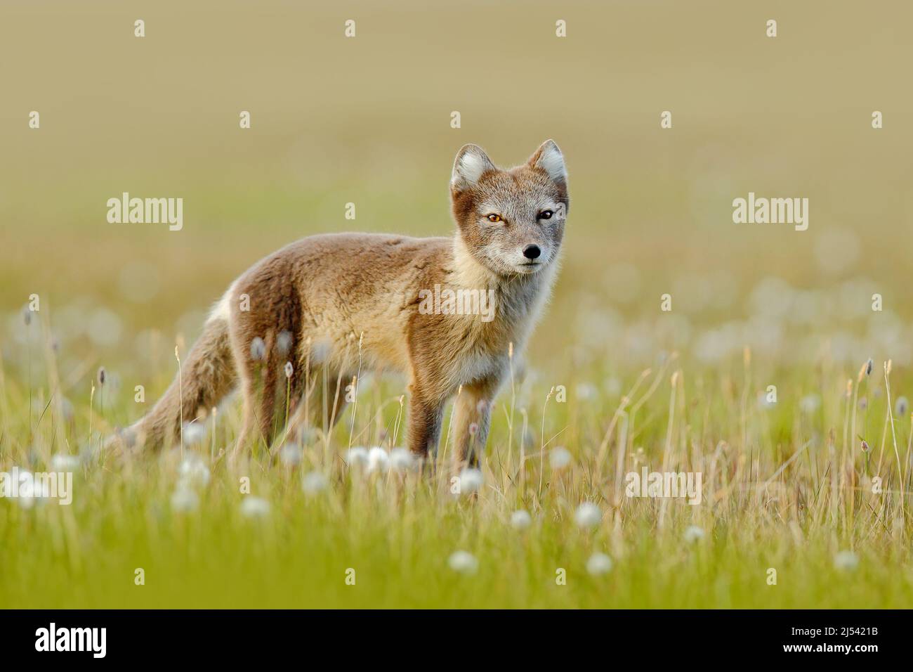 Norway arctic fox hi-res stock photography and images - Alamy