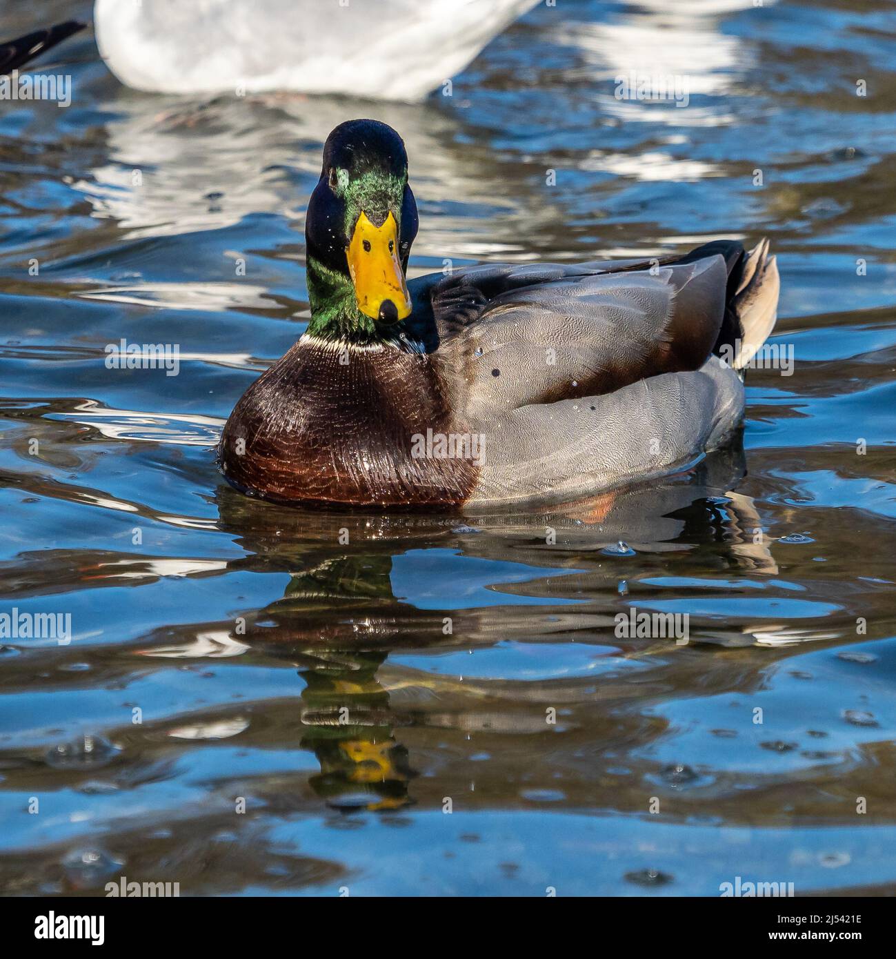 The mallard, Anas platyrhynchos is a dabbling duck. Here swimming in a ...