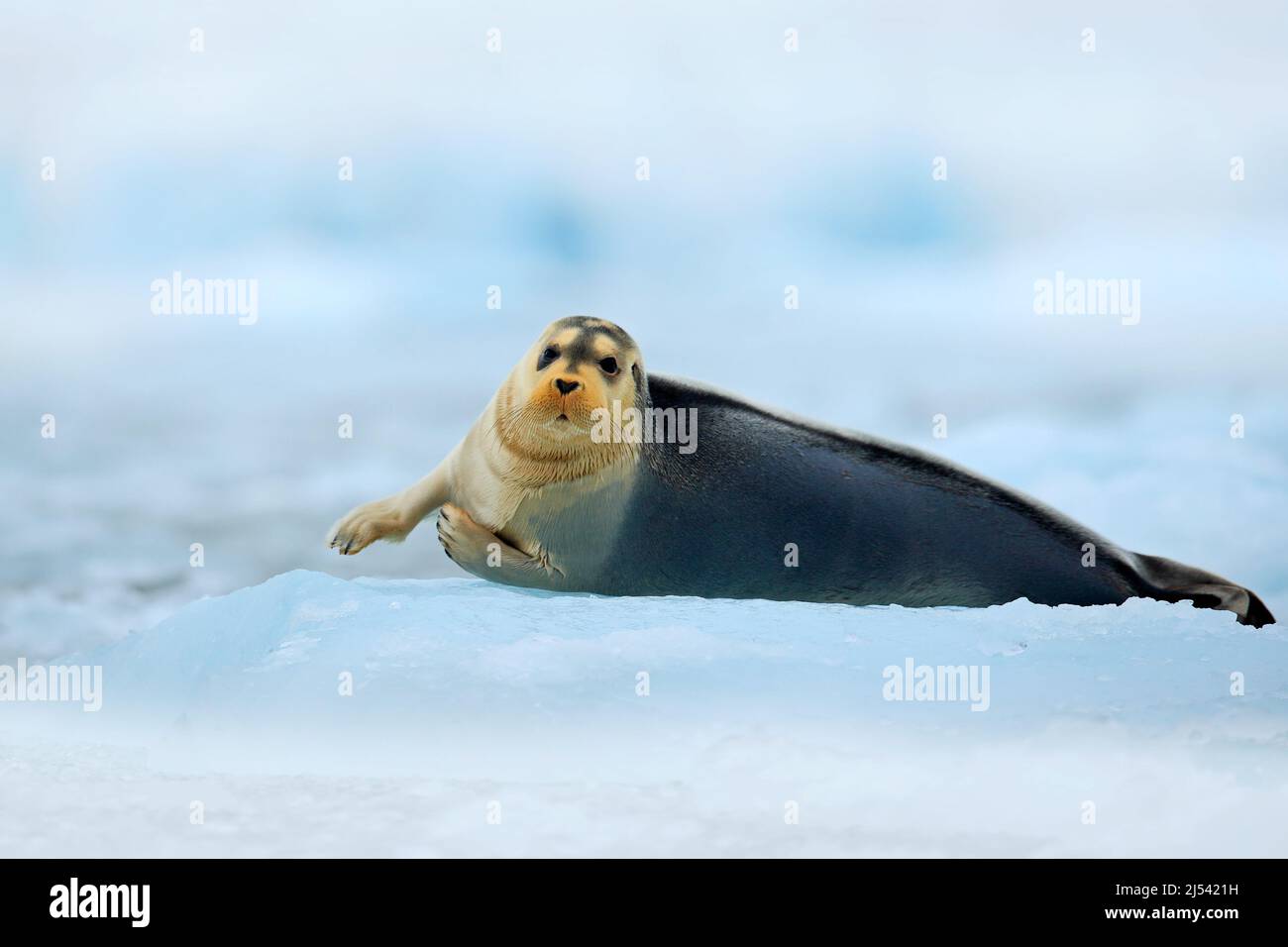 Winter scene with snow and sea animal. Bearded seal, lying sea animal ...