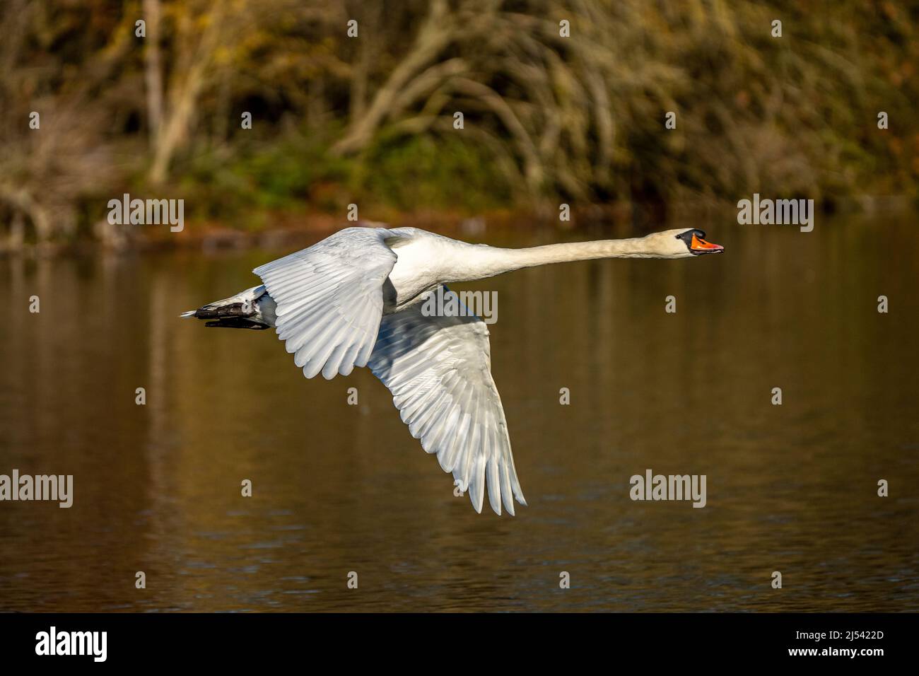 The Mute swan, Cygnus olor is a species of swan and a member of the ...