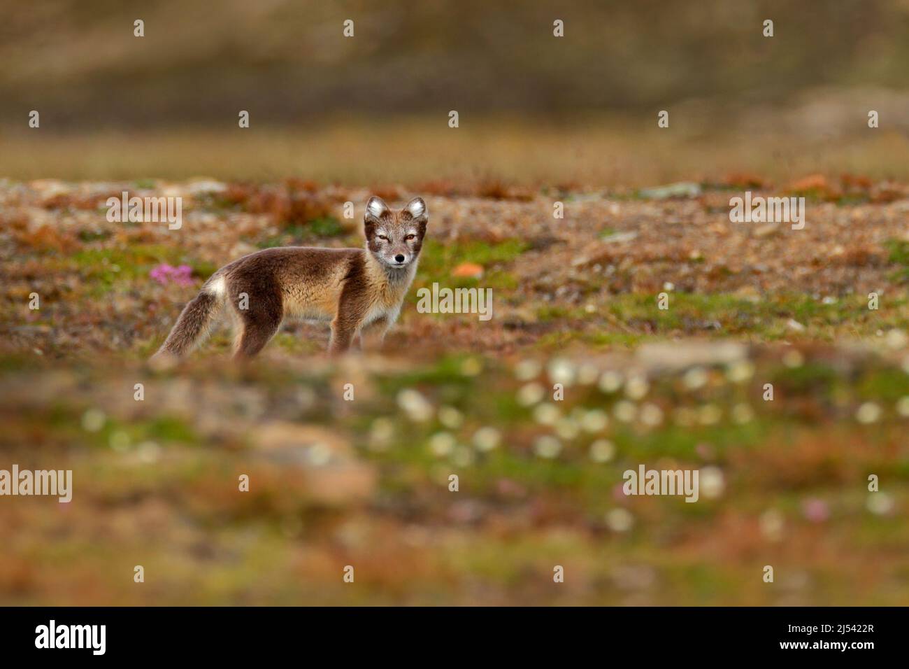 Norway arctic fox hi-res stock photography and images - Alamy