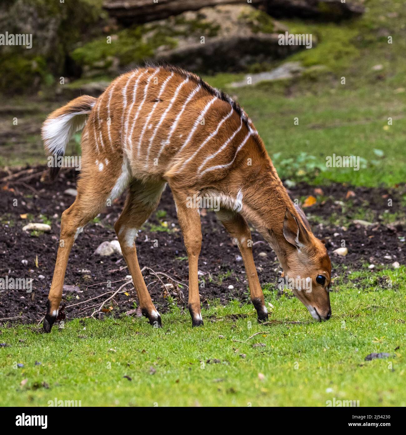 A young baby nyala. Tragelaphus angasii is a spiral-horned antelope ...