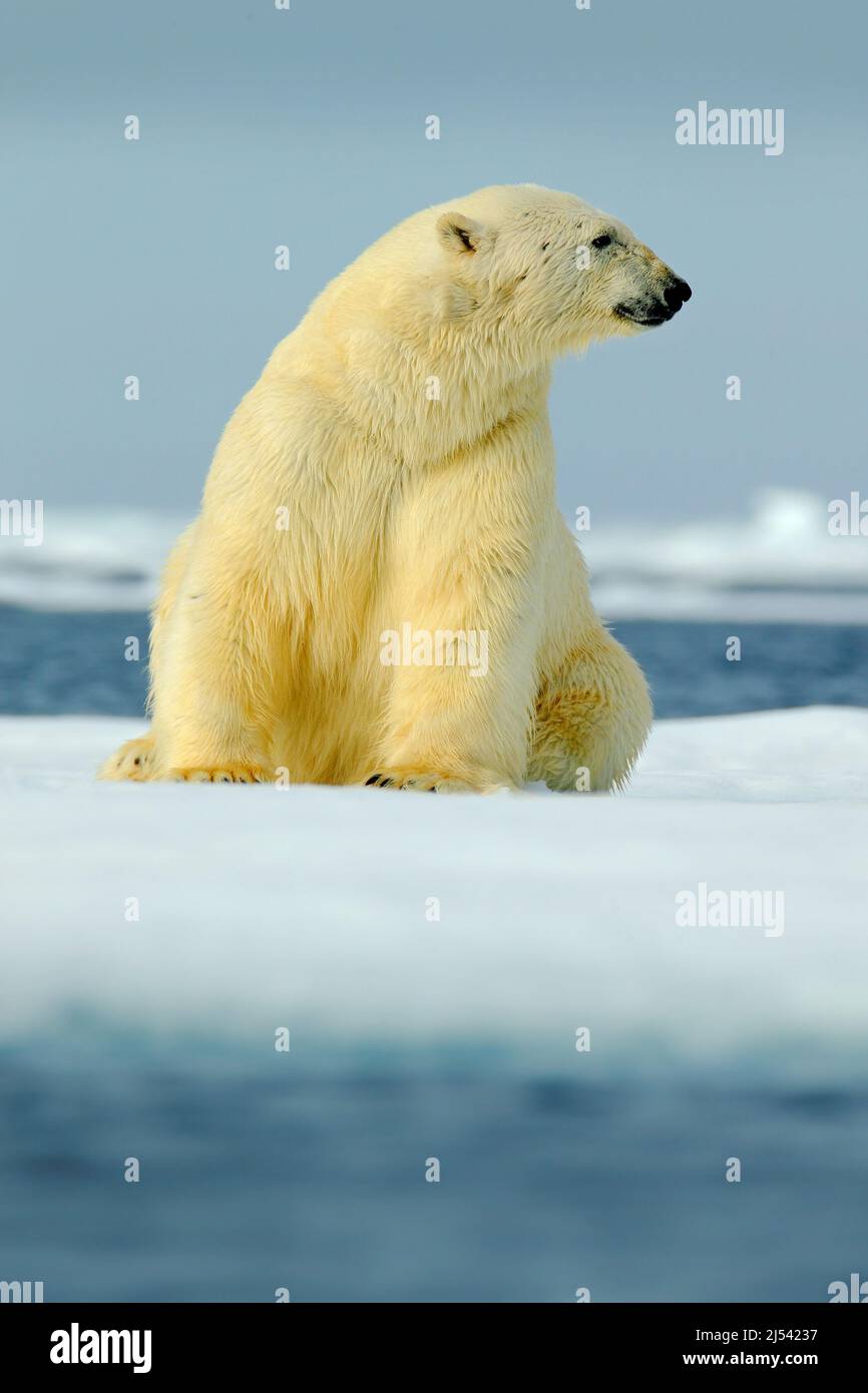 Polar bear sitting on drift ice with snow. White animal in the nature ...