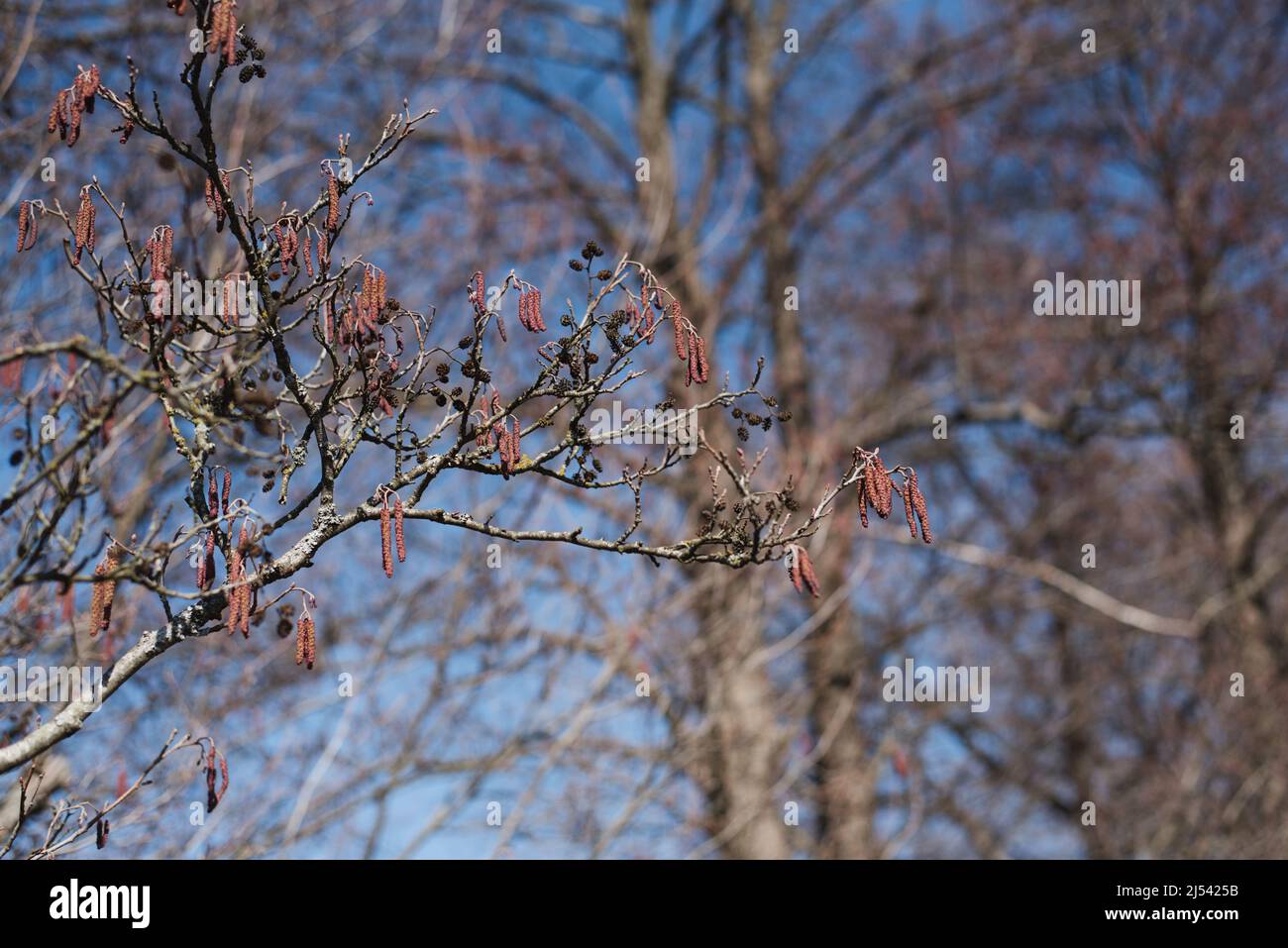 Small aspen tree hi-res stock photography and images - Alamy