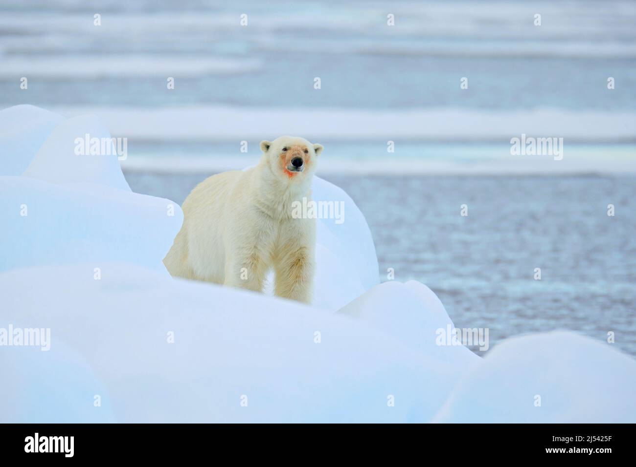 Beautiful winter scene with ice and snow. Polar bear on drift ice with ...