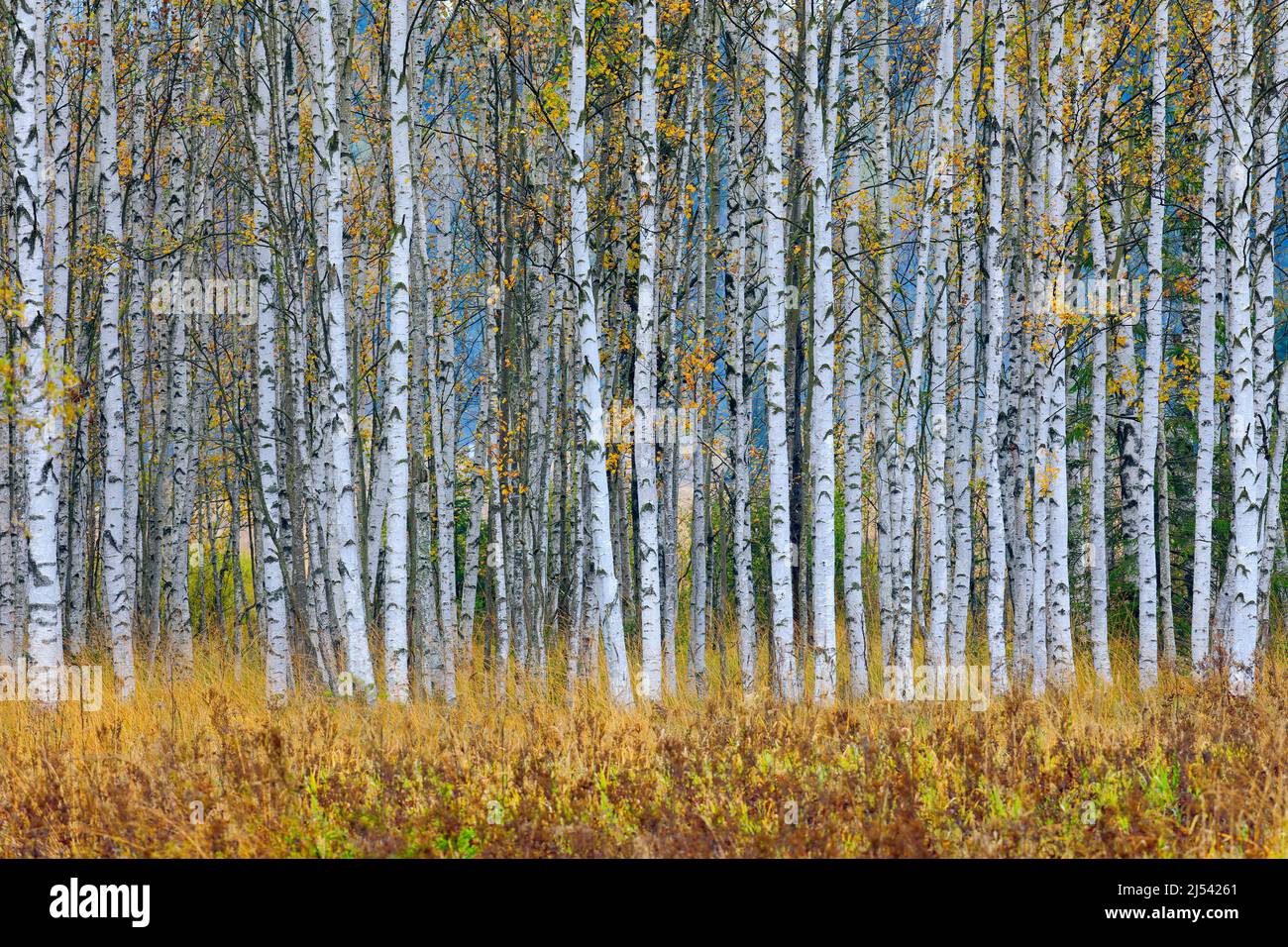 Autumn trees in the Finland forest. Yellow trees with reflection in the ...