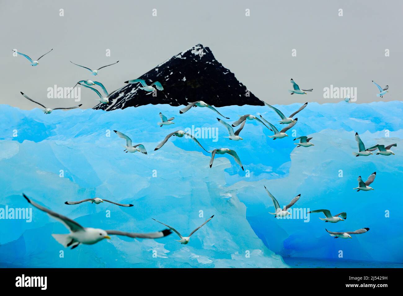 Flock of birds with beautiful blue ice. Black-legged Kittiwake, Rissa ...