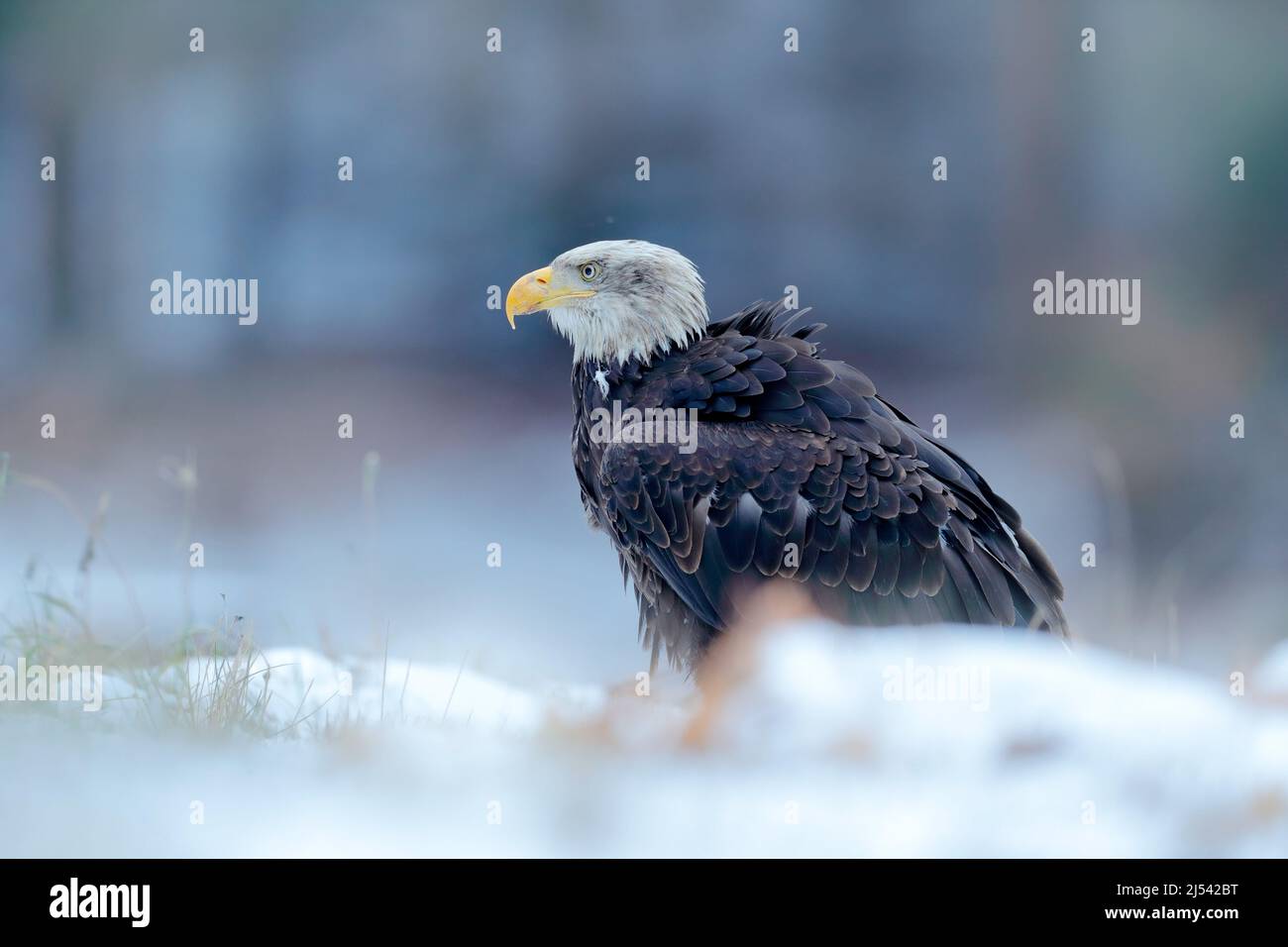 Bald Eagle, Haliaeetus leucocephalus, portrait of brown bird of prey ...
