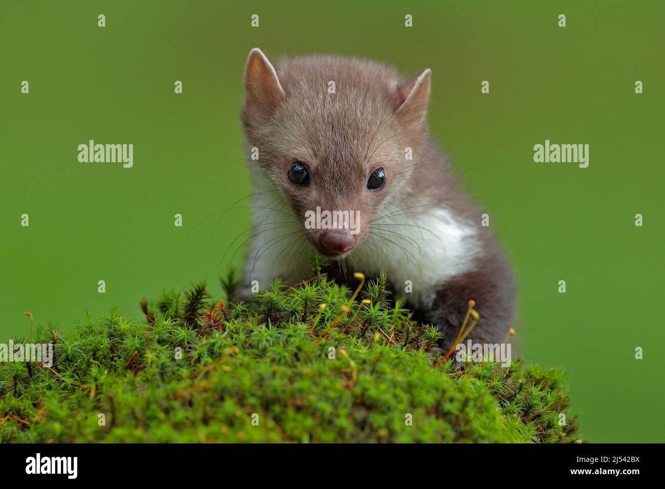 Beech marten, Martes foina, with clear green background. Stone marten ...
