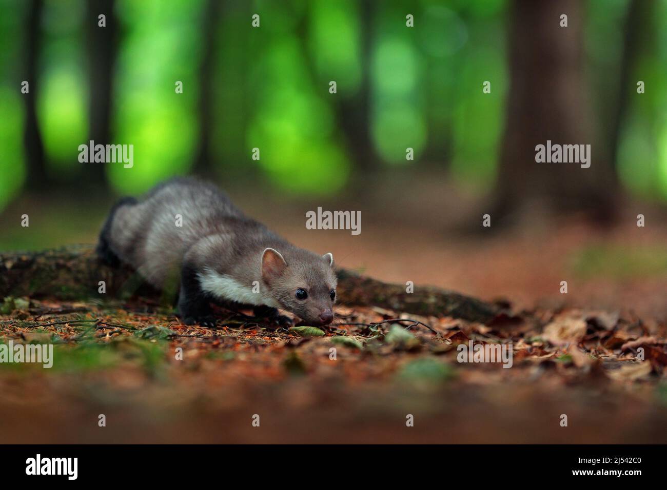 Beech marten, detail portrait of forest animal. Small predator in the ...