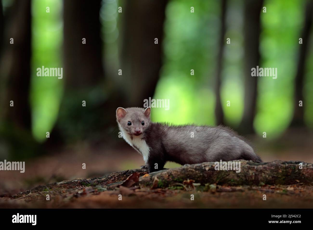 Beech marten, detail portrait of forest animal. Small predator in the ...