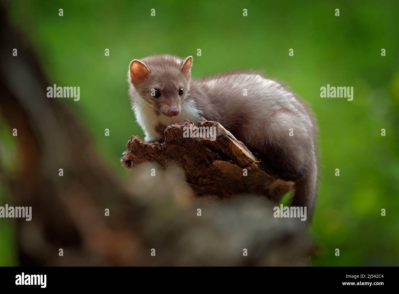 Beech marten, Martes foina, with clear green background. Stone marten ...