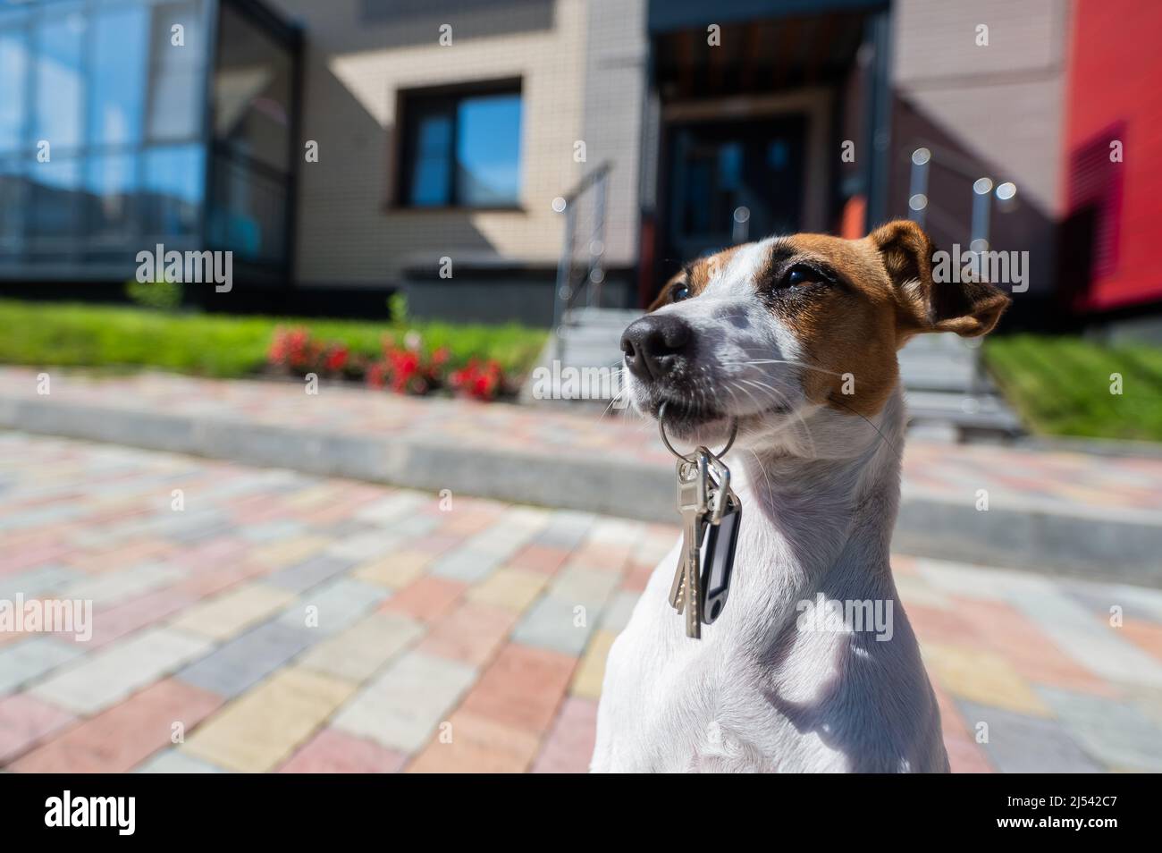 Dog keys mouth hi-res stock photography and images - Alamy
