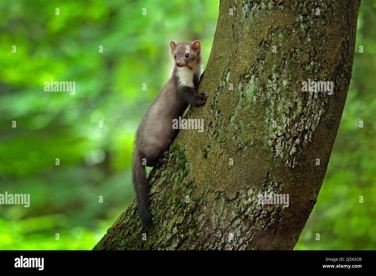 Stone marten, detail portrait of forest animal. Small predator sitting ...