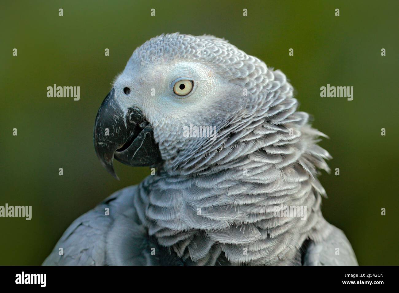 Detail portrait of beautiful grey parrot. African Grey Parrot ...