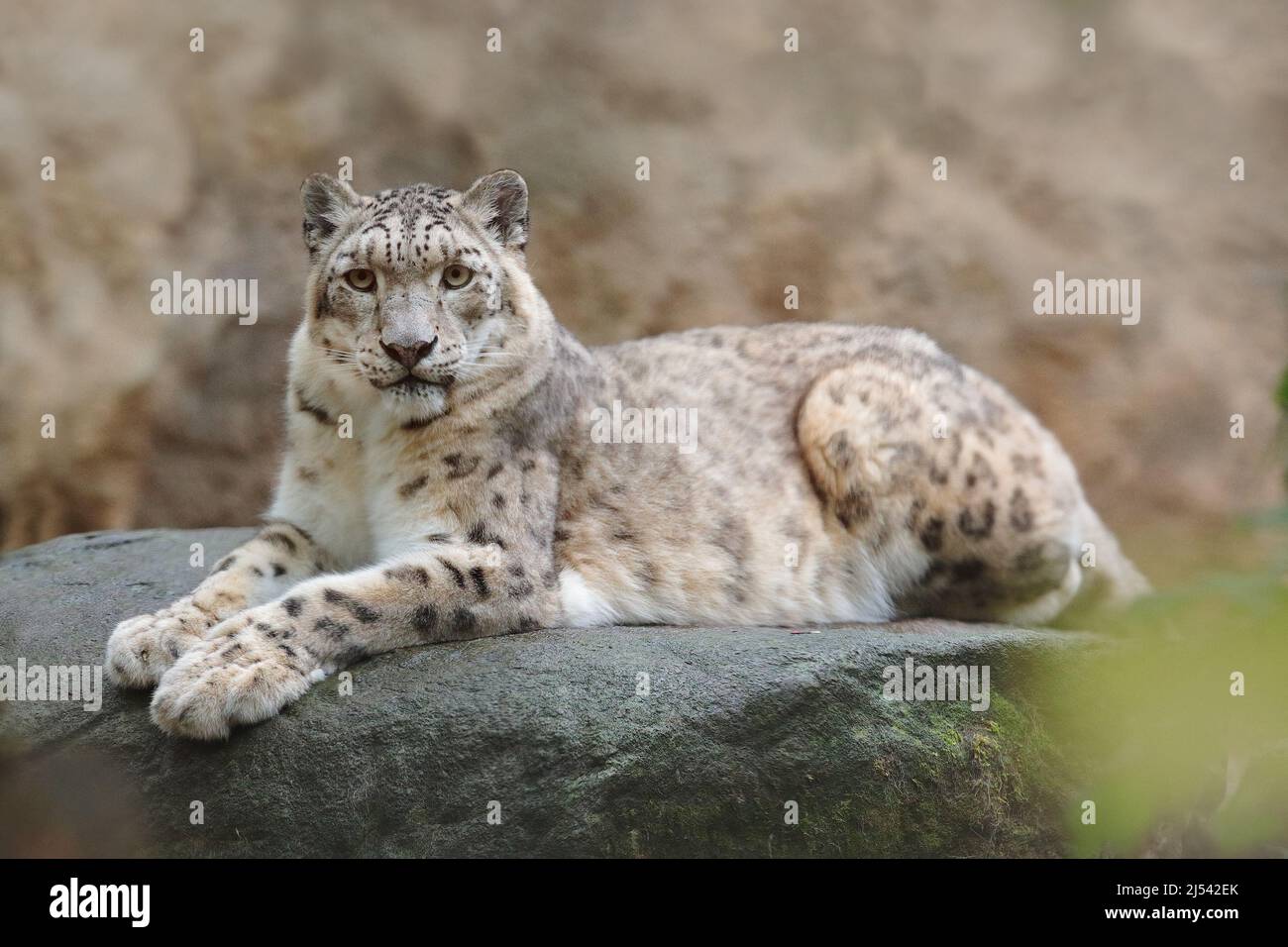 Face portrait of snow leopard with clear rock background, Hemis ...