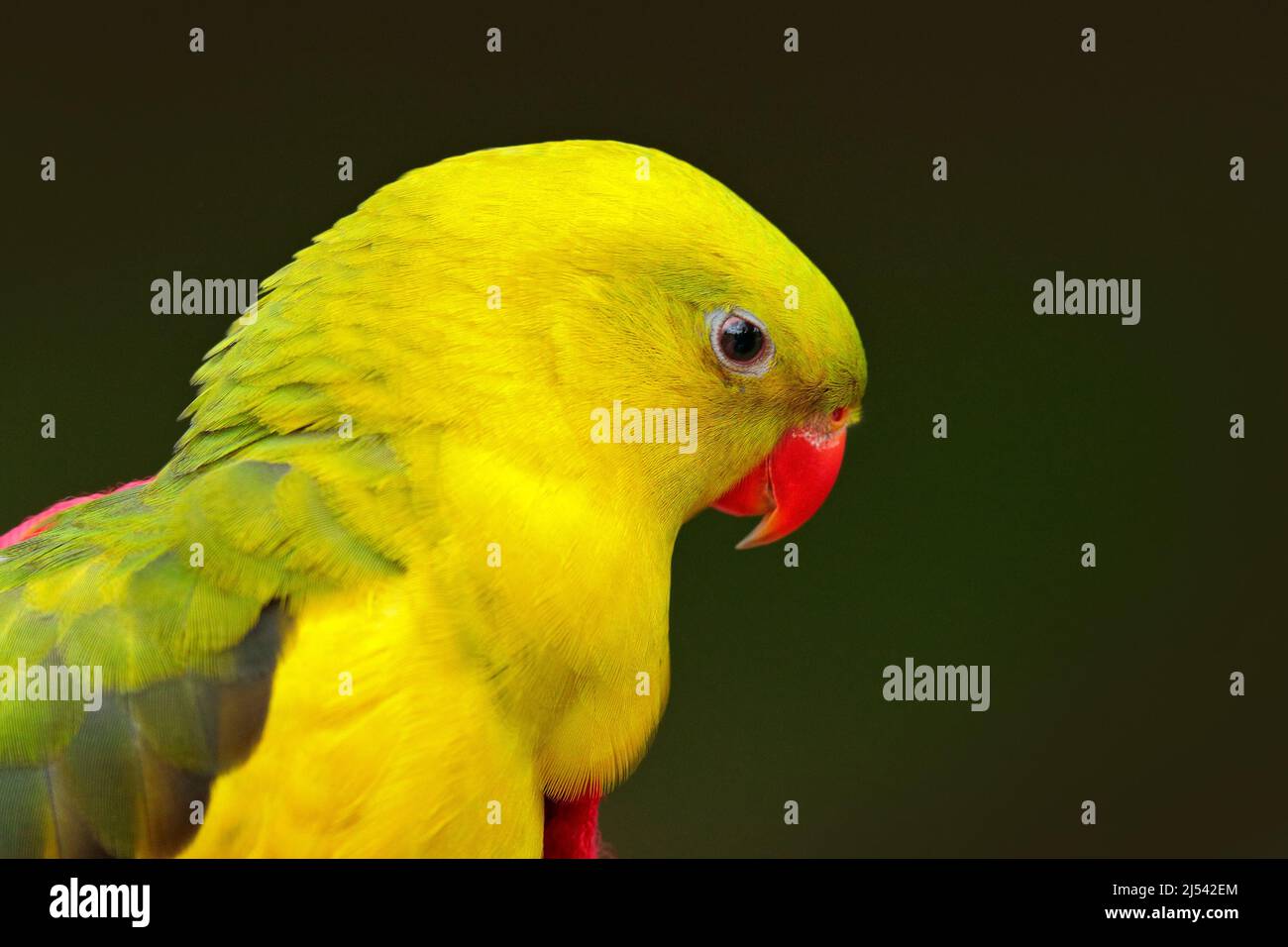 Regent parrot hi-res stock photography and images - Alamy
