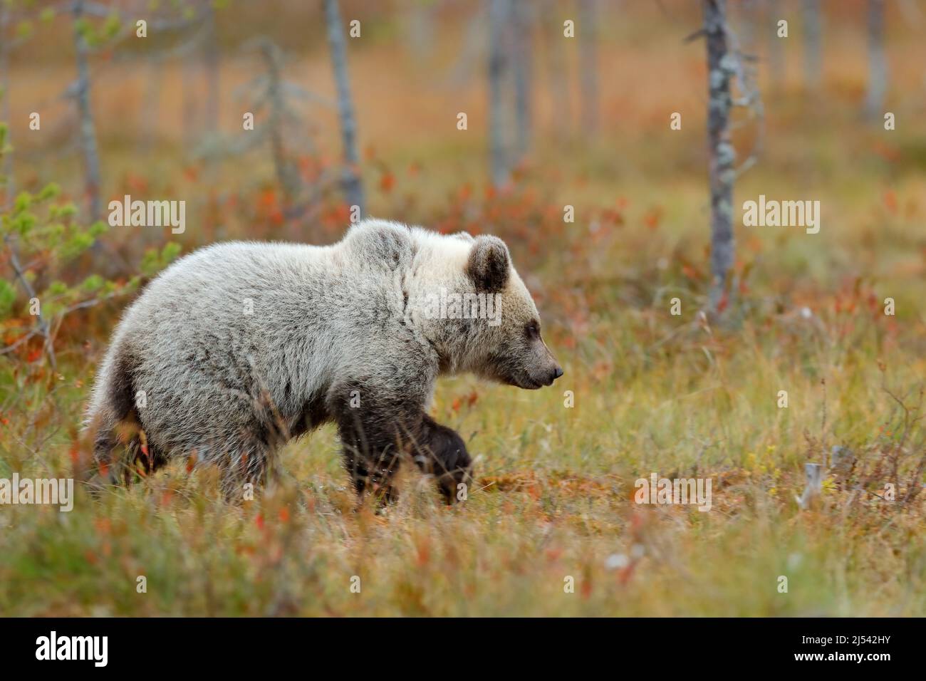 Brown bear cub finland hi-res stock photography and images - Alamy