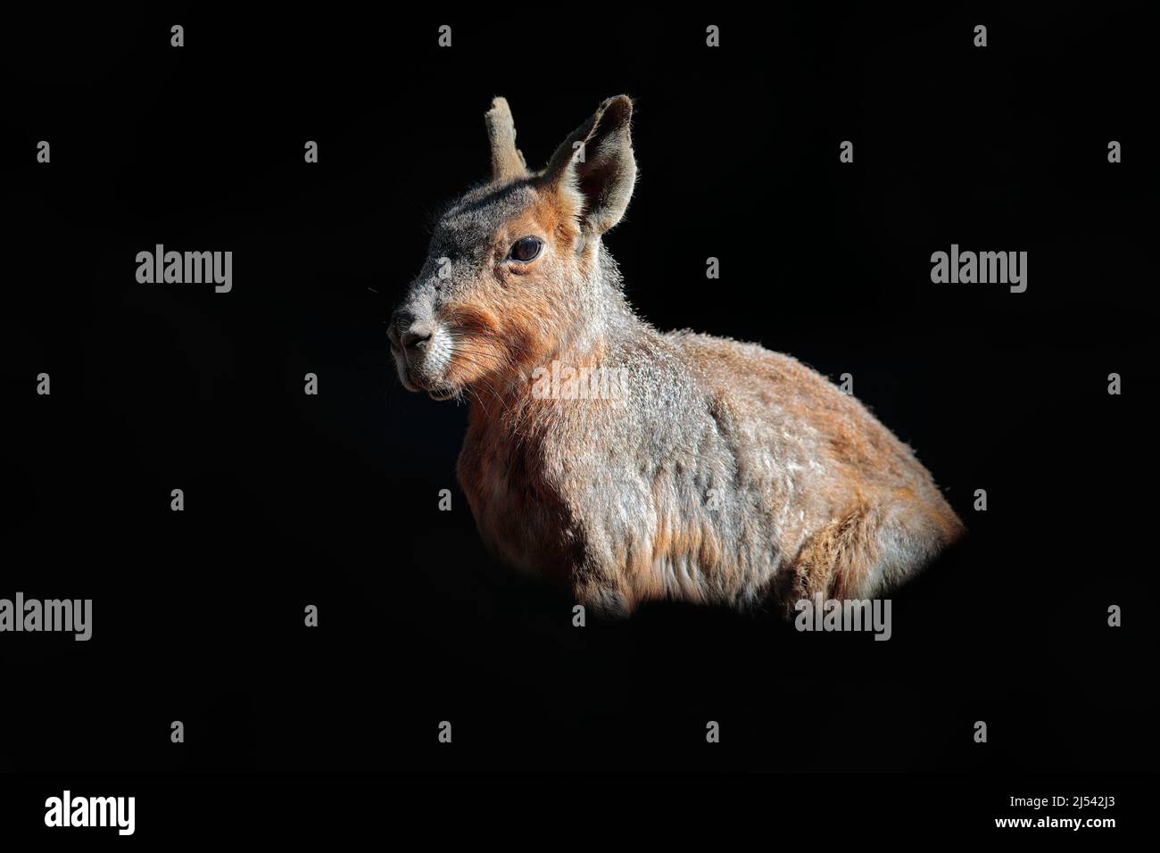 Patagonian mara, Dolichotis patagonum, in the dark habitat. Cute mammal ...