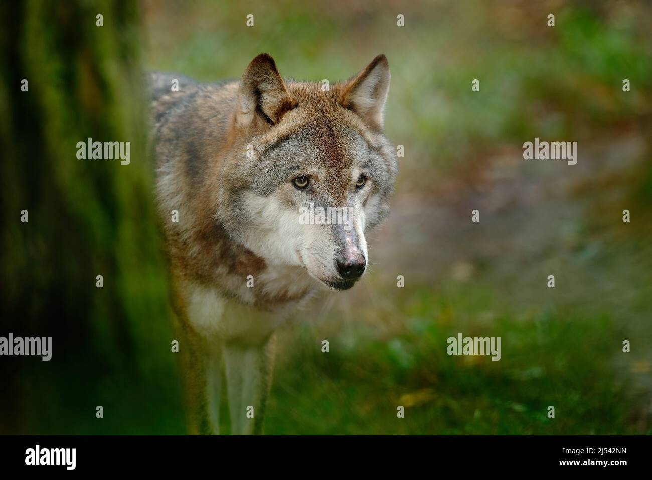 Gray wolf, Canis lupus, in the green leaves forest. Detail portrait of ...
