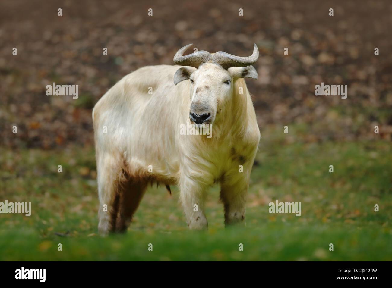 Golden takin, Budorcas taxicolor bedfordi, goat-antelope from Asia. Big ...