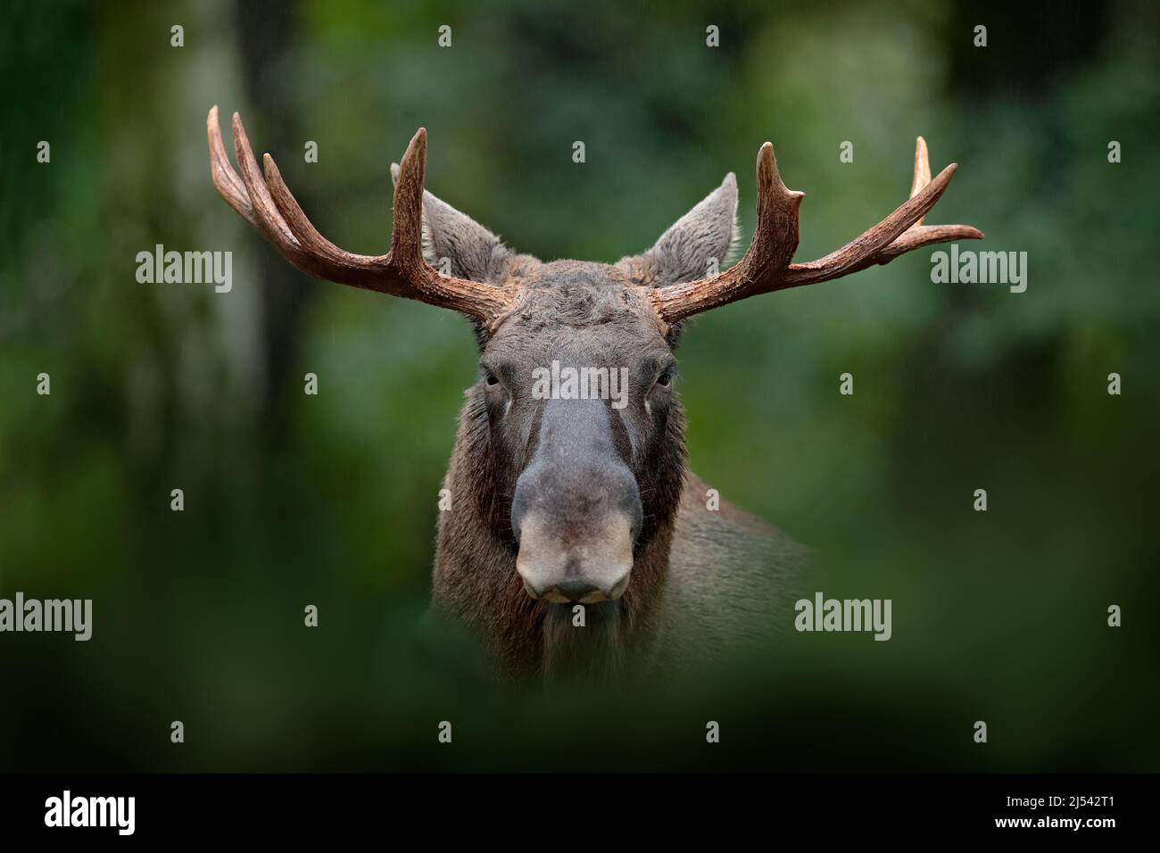Detail portrait of elk, moose. Moose, North America, or Eurasian elk ...