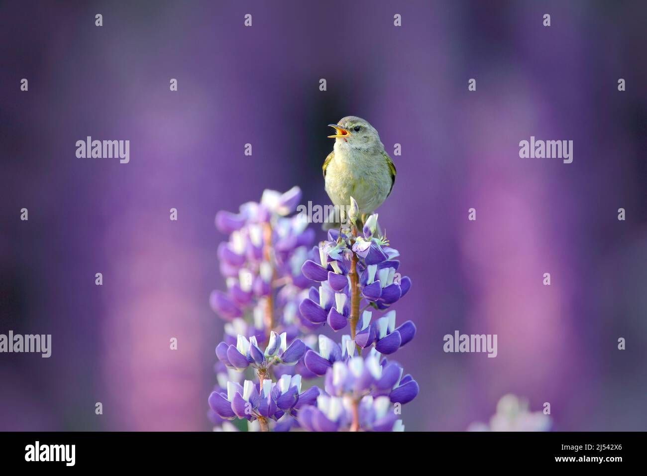 Common Chiffchaff, Phylloscopus collybita, singing singing in the ...
