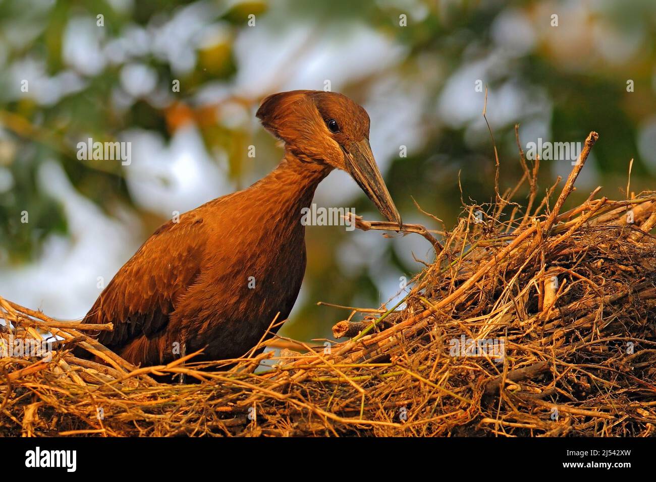 Scopus umbretta nest hi-res stock photography and images - Alamy