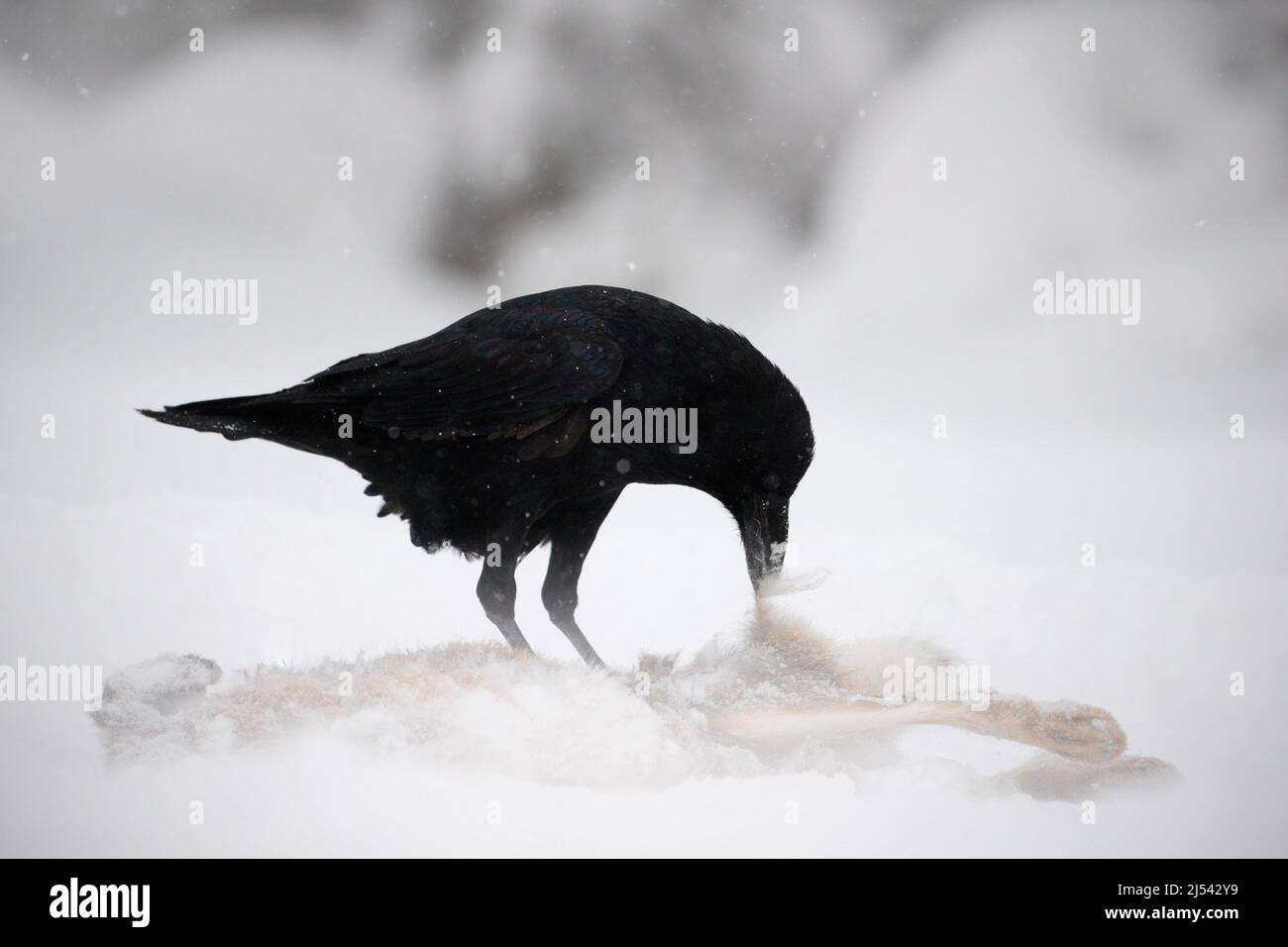 Raven with hare carcass during snow storm. Strong wind with snow during ...