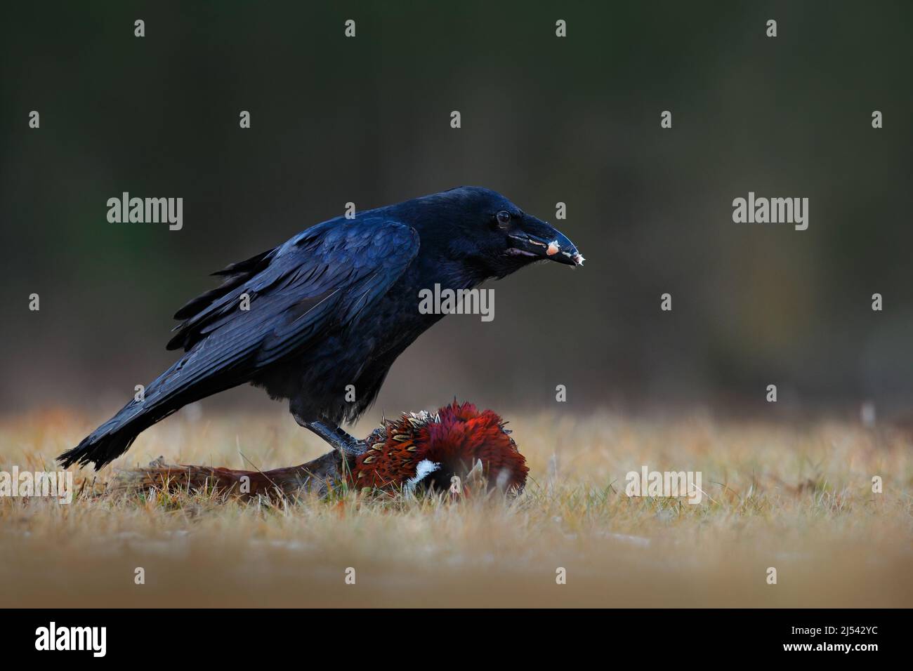 Black bird raven with dead Common Pheasant, Carcass in forest. Feeding ...