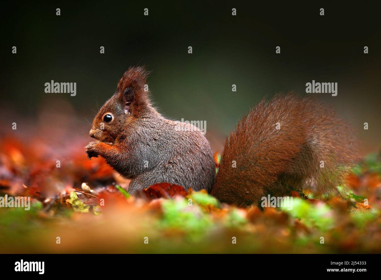 Cute red squirrel with long pointed ears eats a nut in autumn orange ...