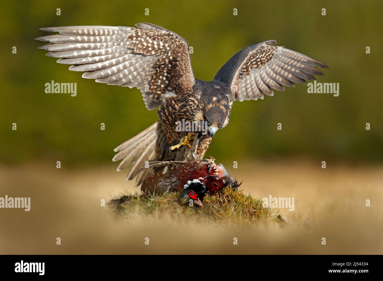 Peregrine falcon with catch Pheasant. Beautiful bird of prey Peregrine ...