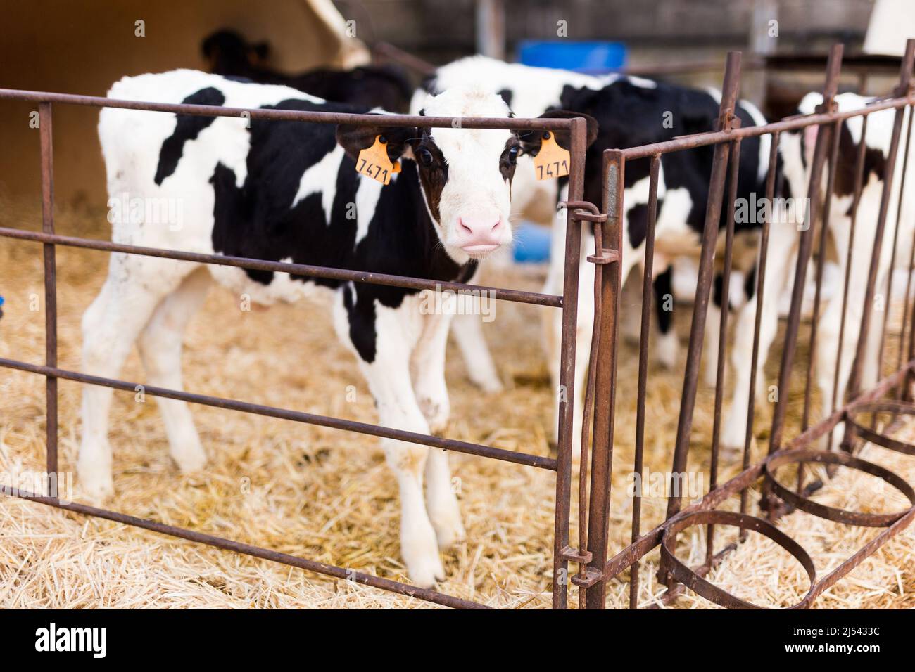 weekly calves in stall at dairy farm Stock Photo - Alamy