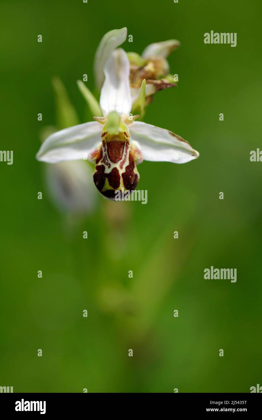 Bee Orchid, Ophrys apifera, flowering European terrestrial wild orchid ...