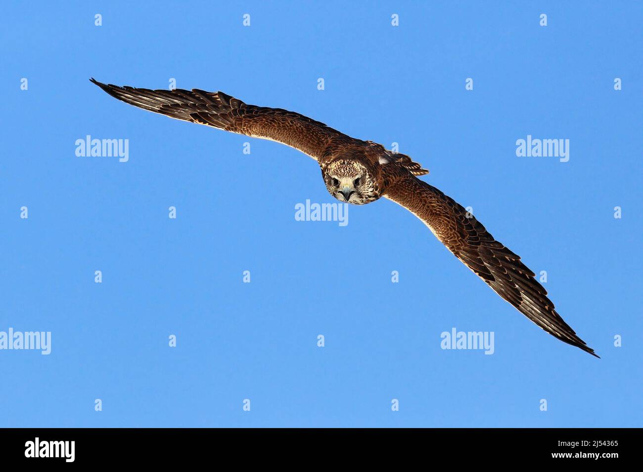 Flying falcon with forest in the background. Lanner Falcon, bird of ...