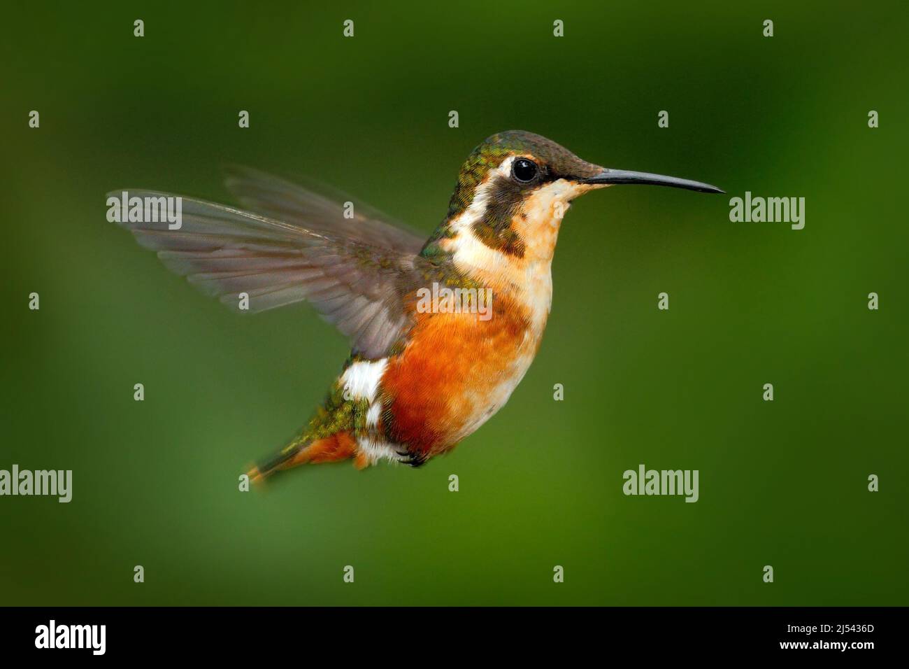 Flying small hummingbird Purple-throated Woodstar with clear green ...