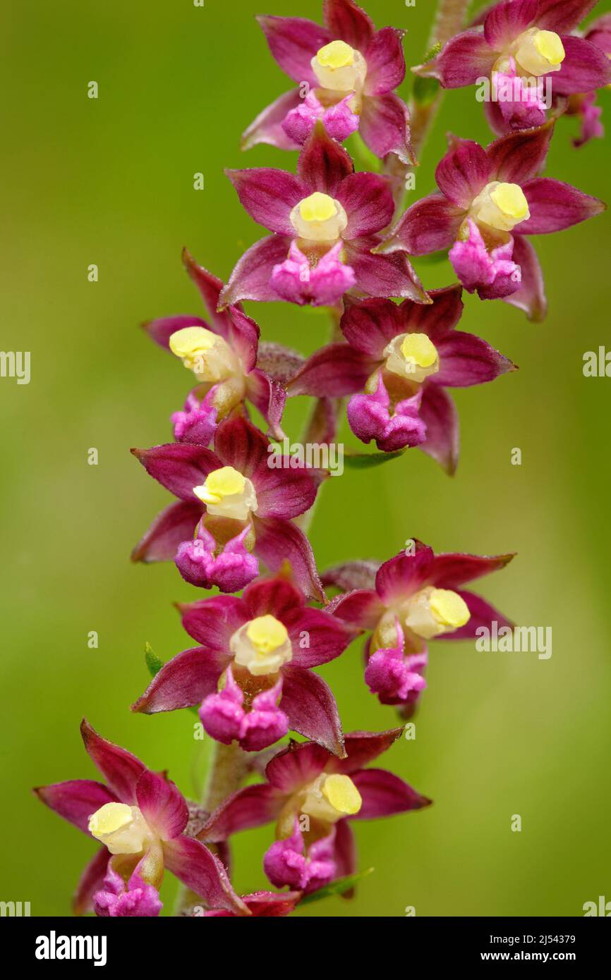 Dark-red Helleborine, Epipactis atrorubens, flowering European ...