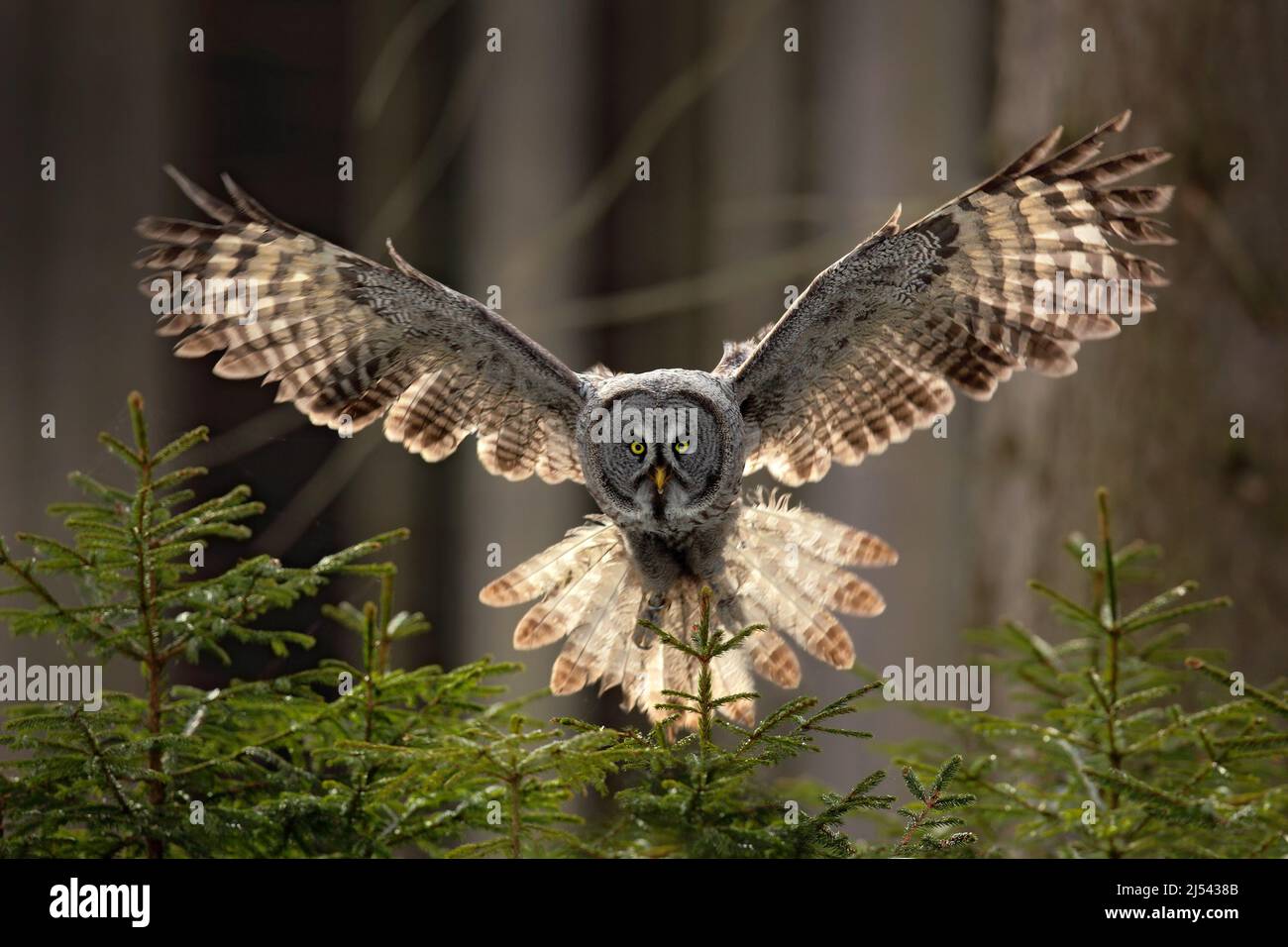 Action scene from the forest with owl. Flying Great Grey Owl, Strix ...