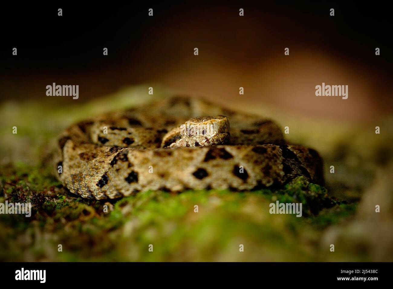 Poison snake in the nature habitat. Common Lancehead, Bothrops atrox ...