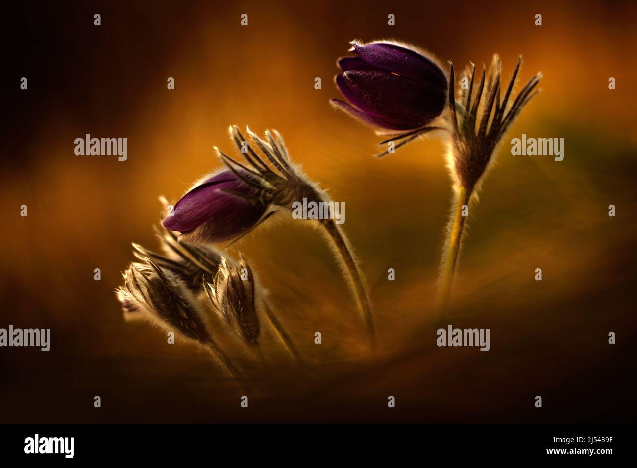 Evening light photo with beautiful flower pasque flower. Sunset in the ...