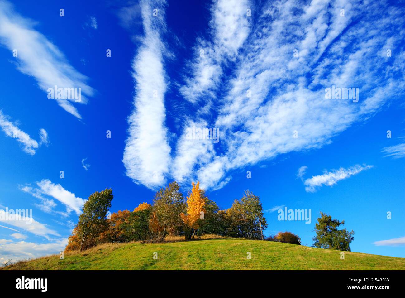 Orange leaves trees with dark blue sky with white clods. Morning view ...