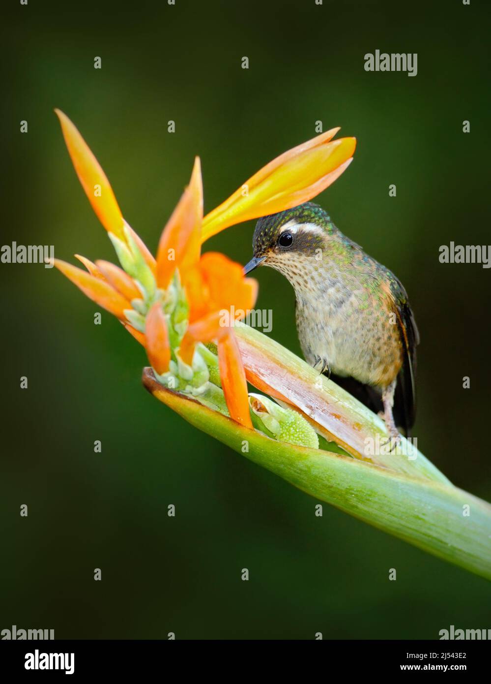 Green Hummingbird with yellow flower, suck nectar. Speckled Hummingbird ...