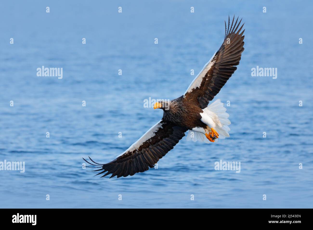 Eagle flying above the sea. Beautiful Steller's sea eagle, Haliaeetus ...