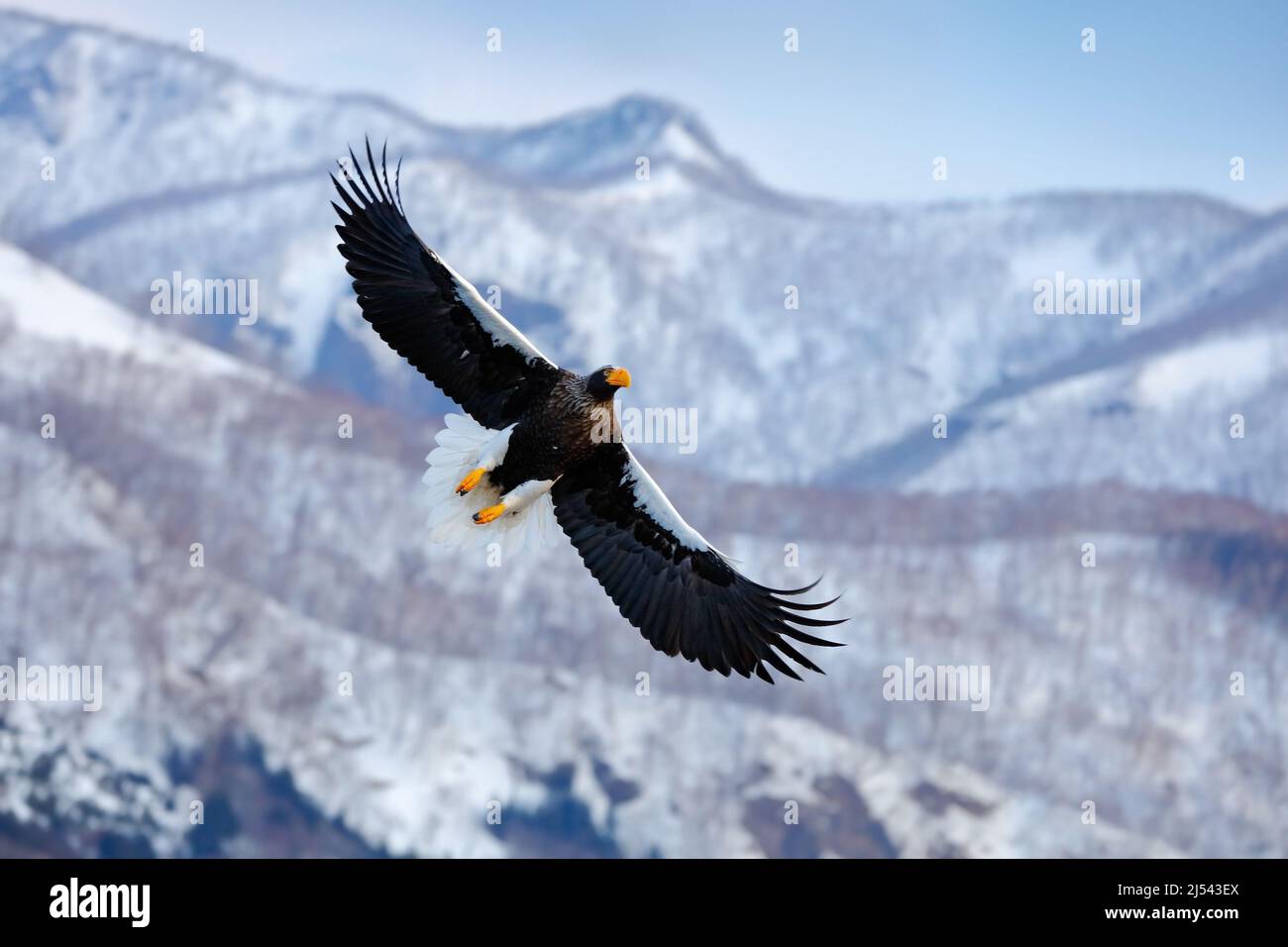 Mountain winter scenery with bird. Steller's sea eagle, flying bird of ...