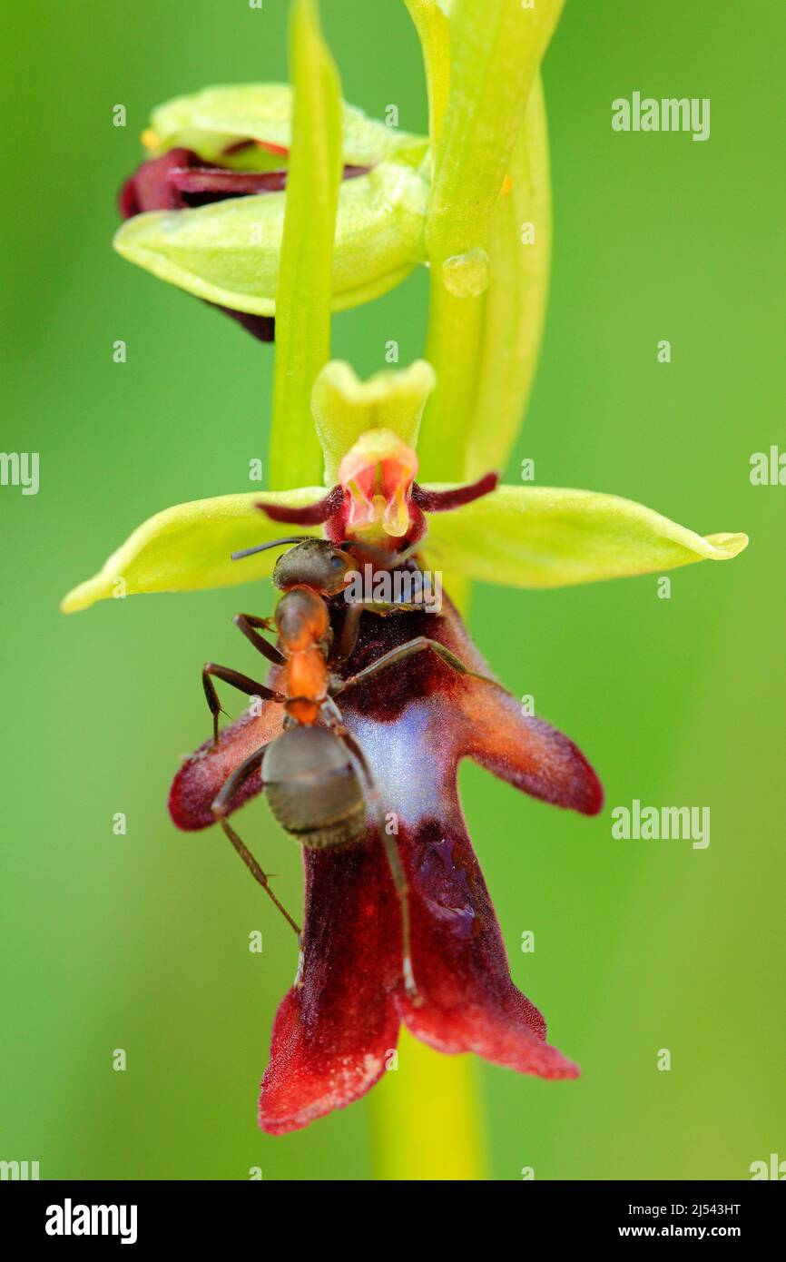Fly Orchid with ant pollinator, Ophrys insectifera, flowering European ...
