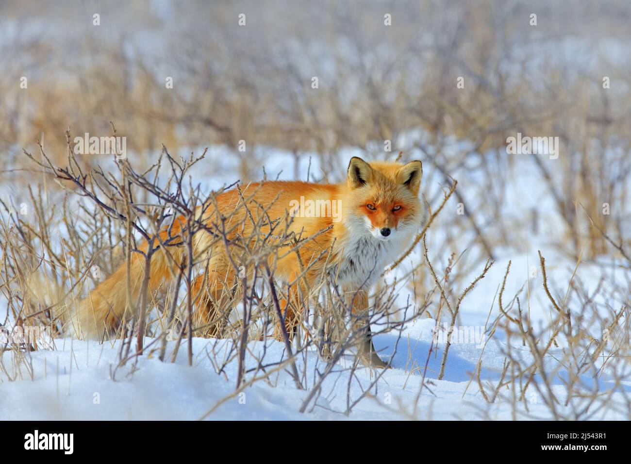 Wildlife Fog Foxes Snow